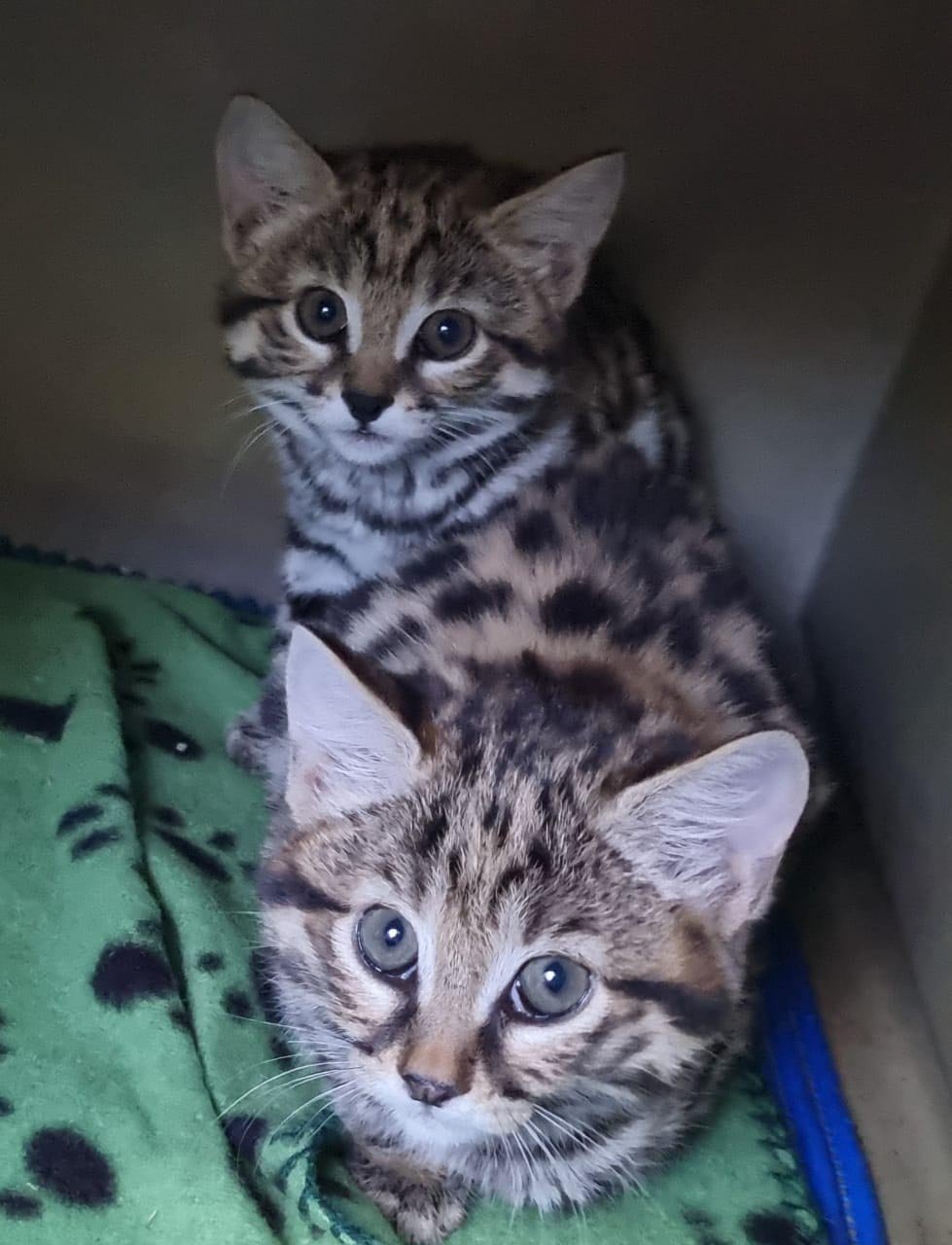 Sanctuary for Black-Footed Cats